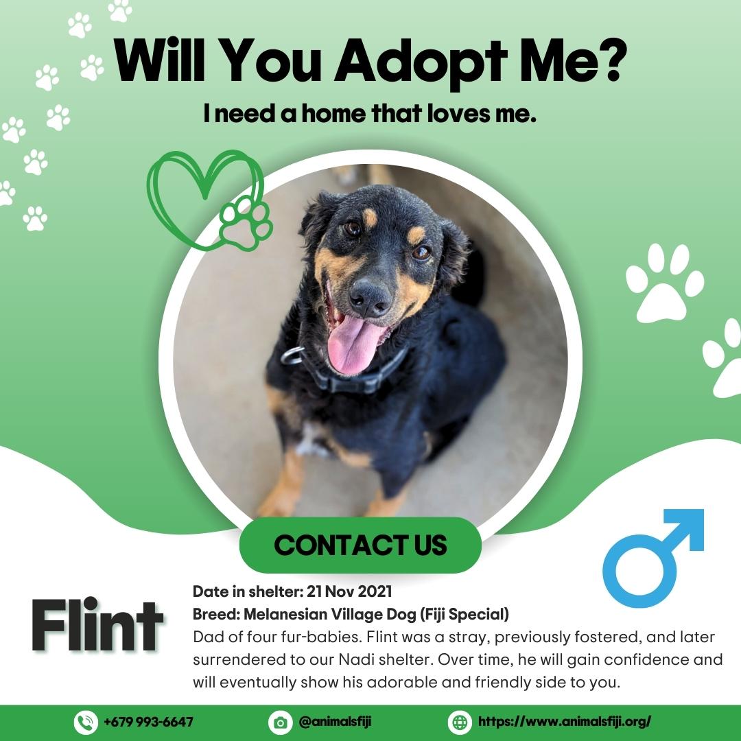 Adopt a Puppy or Dog | Animals Fiji