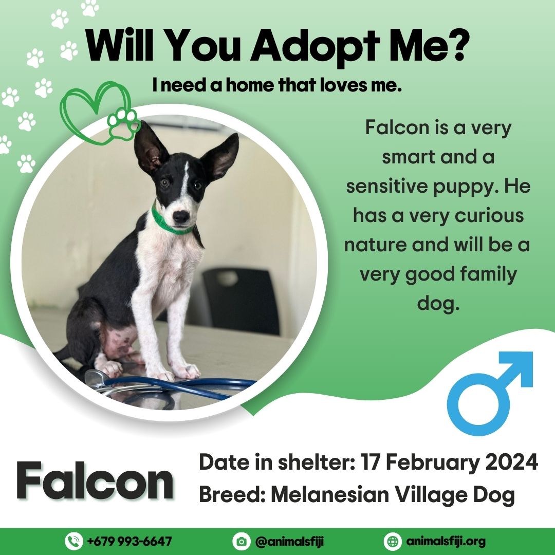 Adopt a Puppy or Dog | Animals Fiji