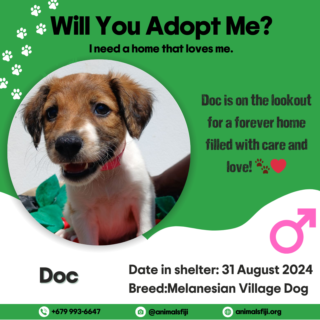 Adopt a Puppy or Dog | Animals Fiji