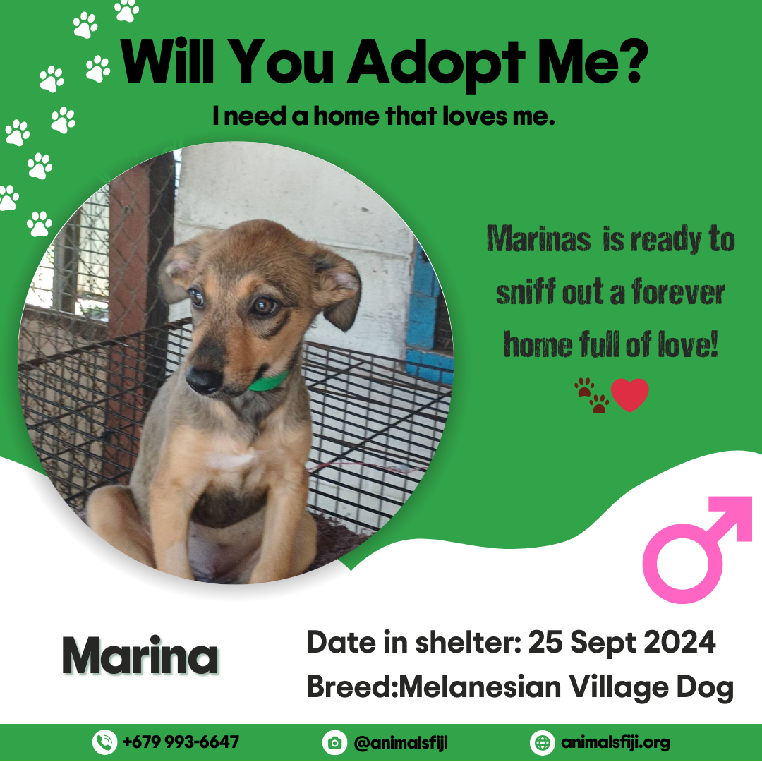 Adopt a Puppy or Dog | Animals Fiji