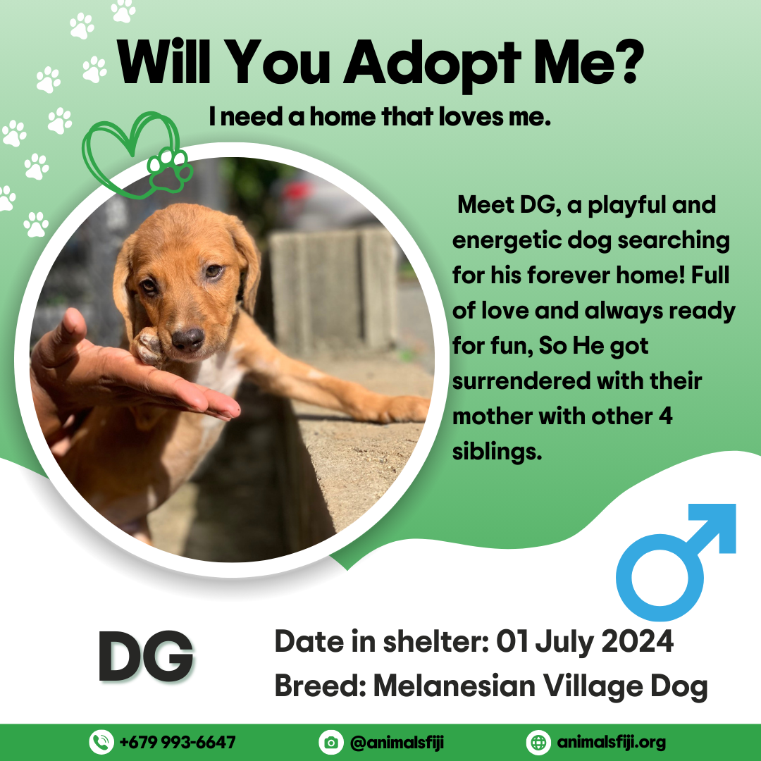 Adopt a Puppy or Dog | Animals Fiji