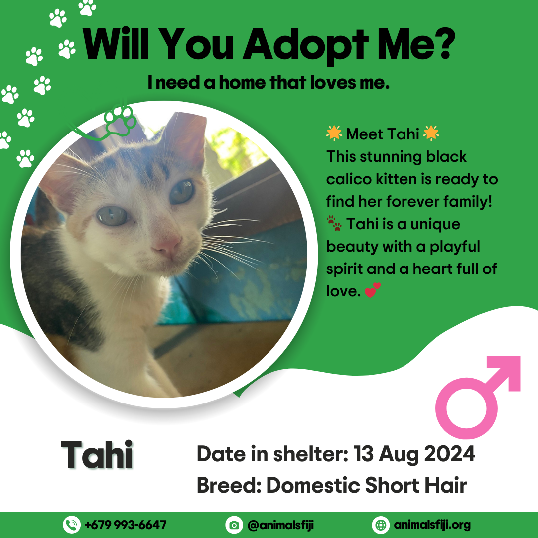 Adopt a Cat or Kitten | Animals Fiji
