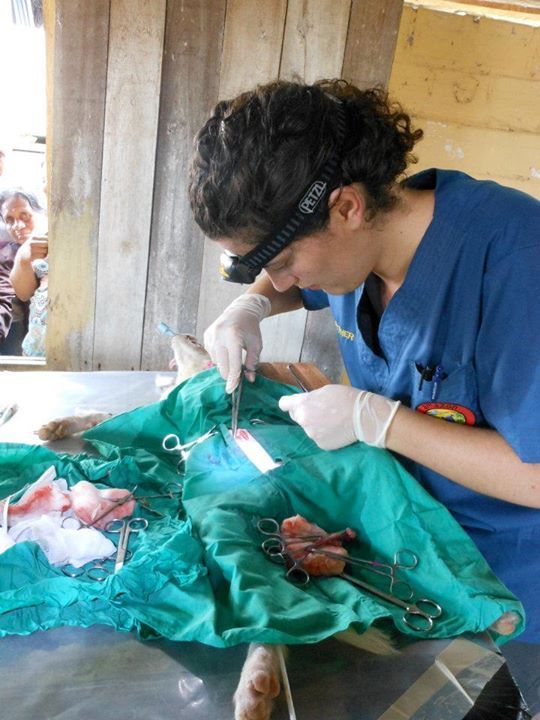 A Day in the Life of a Vet: Caring for Animals Across Fiji