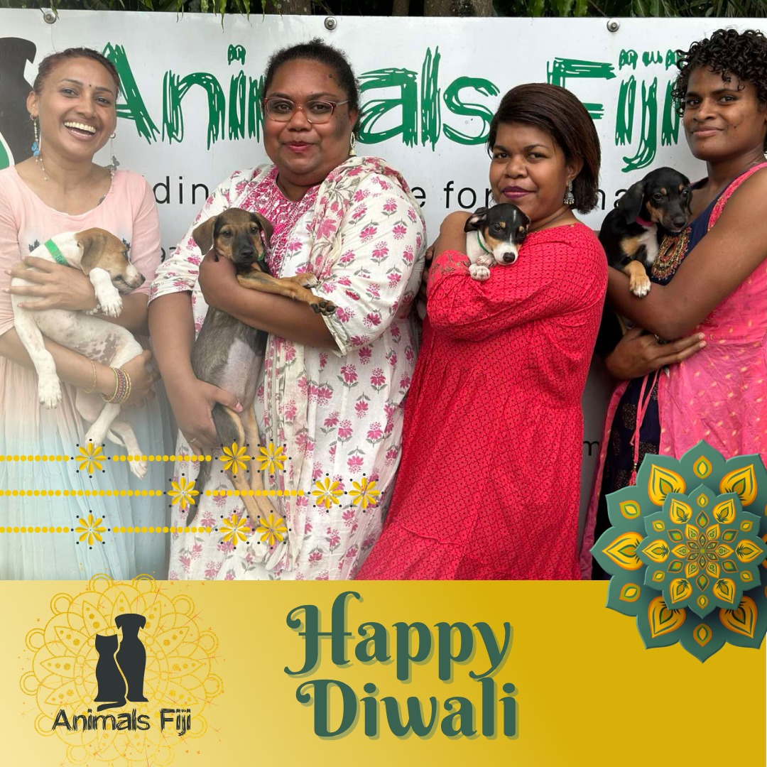 Diwali Firework Safety for Your Pet