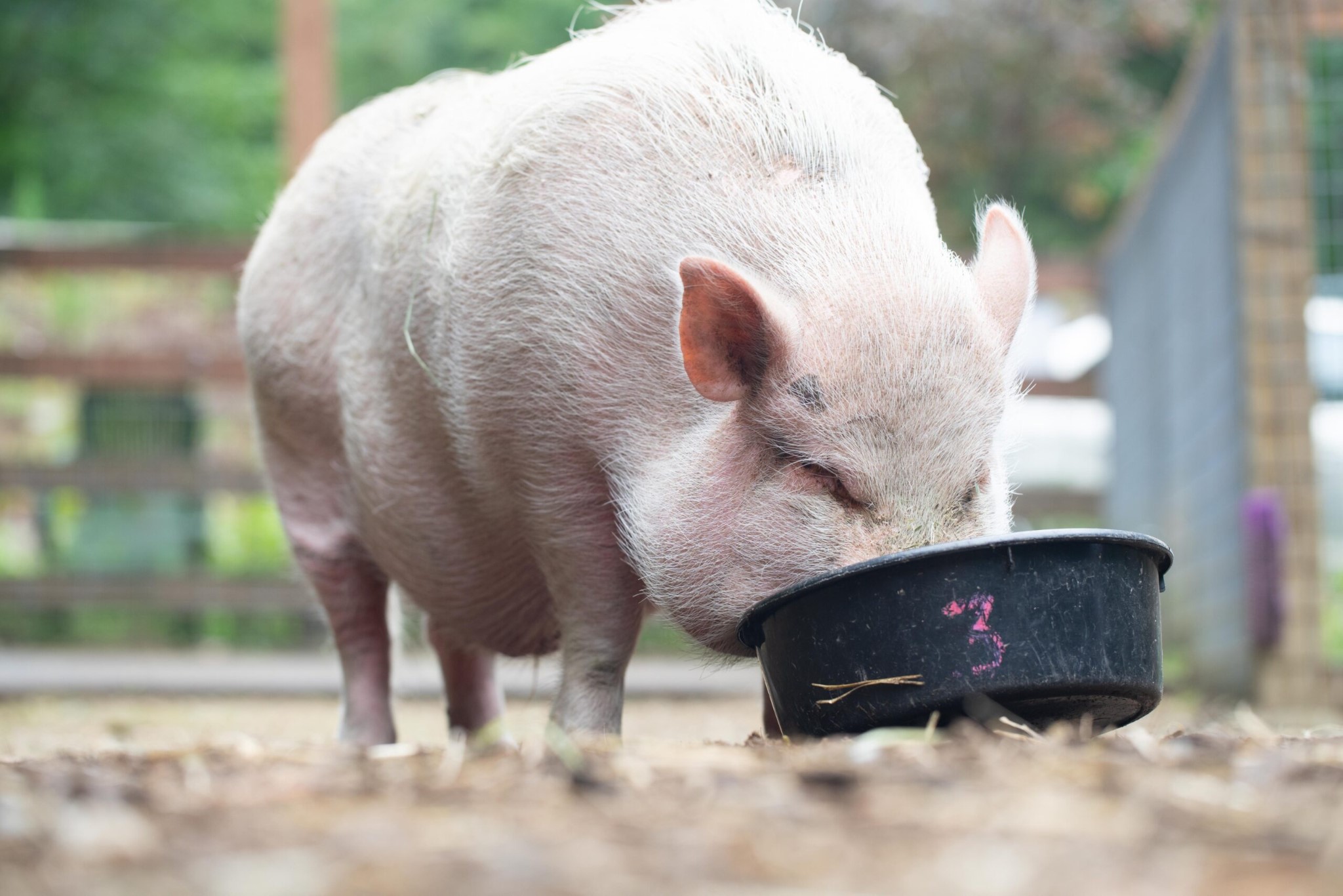 Backyard Pig Farming in Fiji: Tips for Healthy, Happy Pigs